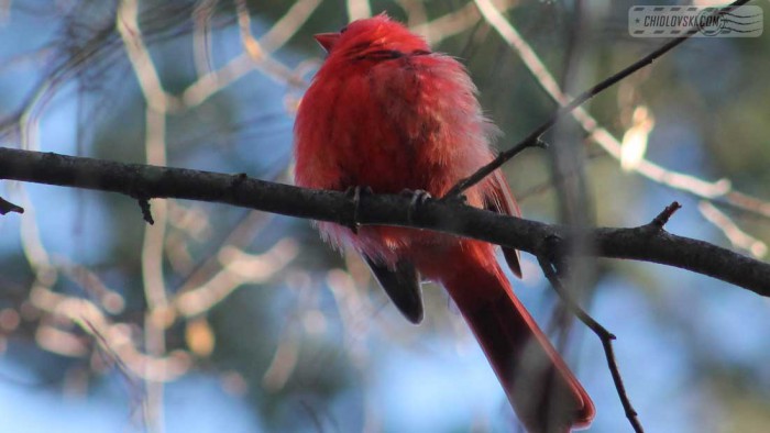 Northern Cardinal in December: chidlovski — LiveJournal